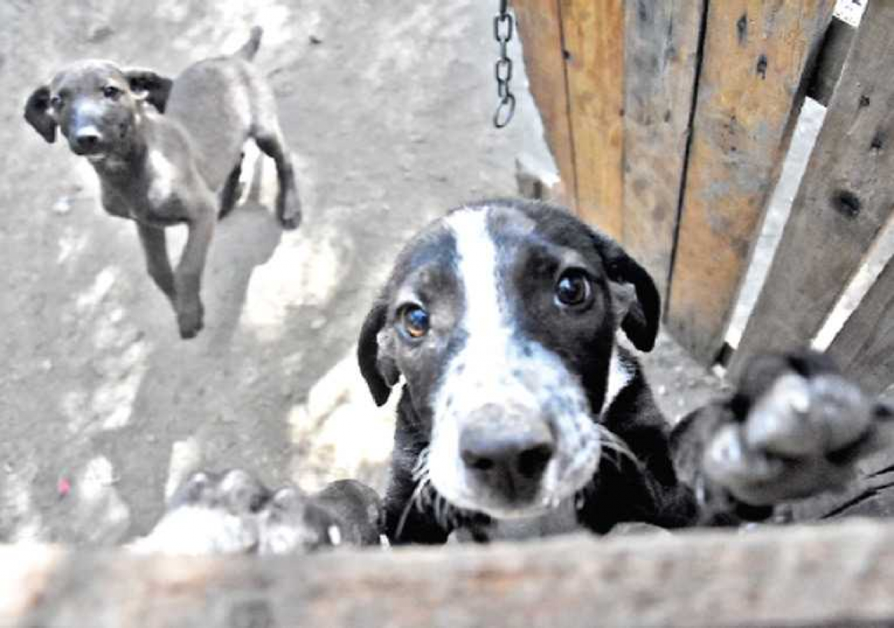 Albergue busca voluntarios para dar amor a perritos rescatados | La Gambeta