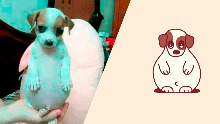 La triste historia detrás del perrito panzón; “todo chiquito, todo ...